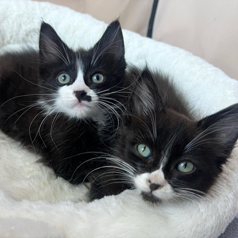 Gorgeous Long-Whiskered Tuxies Pulled from the Streets Are 'As Good As it Gets' - Cole & Marmalade