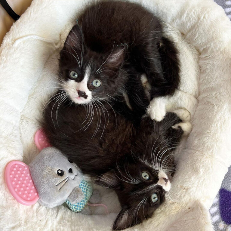 Gorgeous Long-Whiskered Tuxies Pulled from the Streets Are 'As Good As it Gets' - Cole & Marmalade