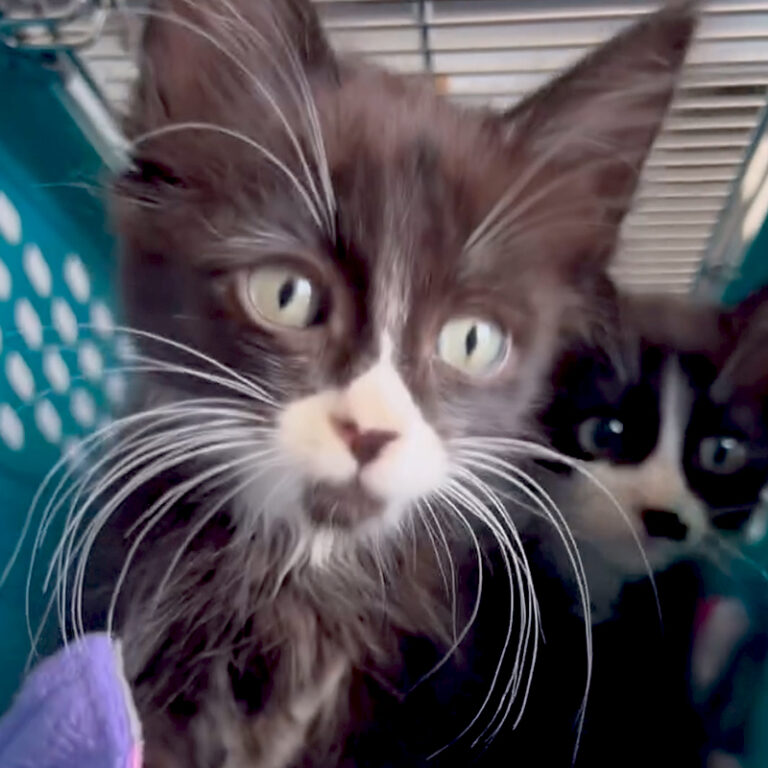 Gorgeous Long-Whiskered Tuxies Pulled from the Streets Are 'As Good As it Gets' - Cole & Marmalade