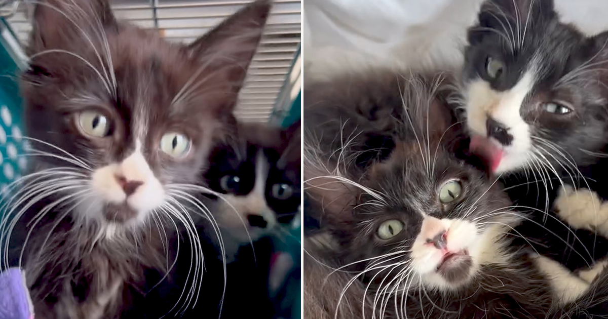Gorgeous Long-Whiskered Tuxies Pulled from the Streets Are 'As Good As ...