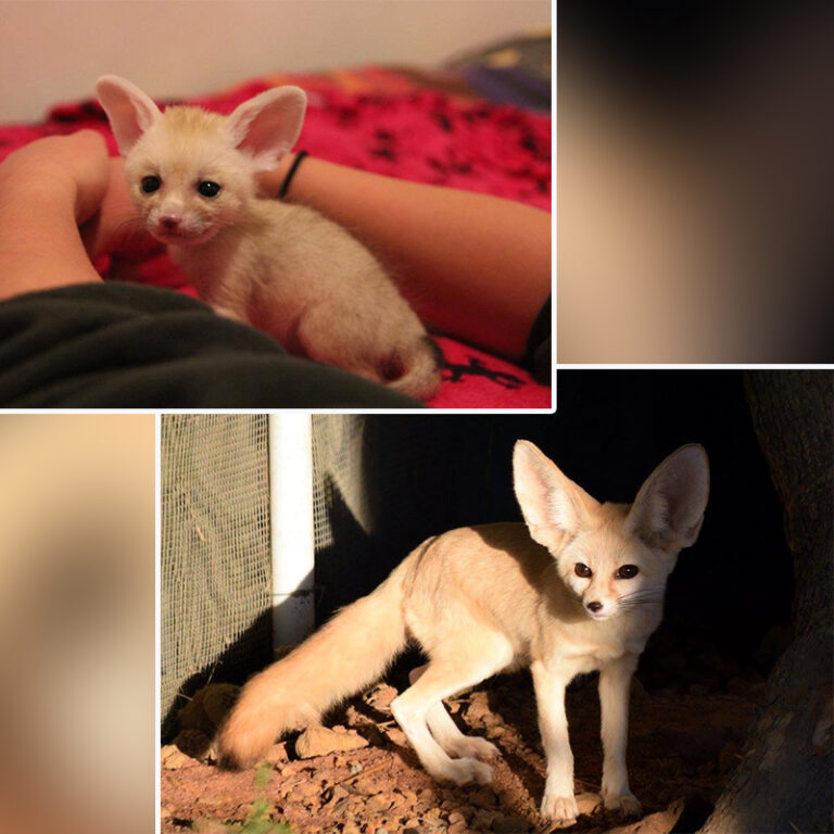 Fennec Fox Can't Contain His Excitement at Reunion with His Best Cat Friend - Cole & Marmalade