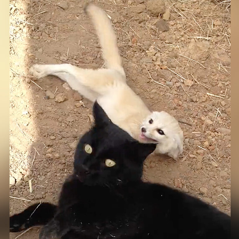Fennec Fox Can't Contain His Excitement at Reunion with His Best Cat Friend - Cole & Marmalade