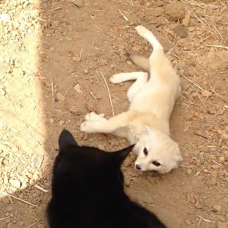Fennec Fox Can't Contain His Excitement at Reunion with His Best Cat ...