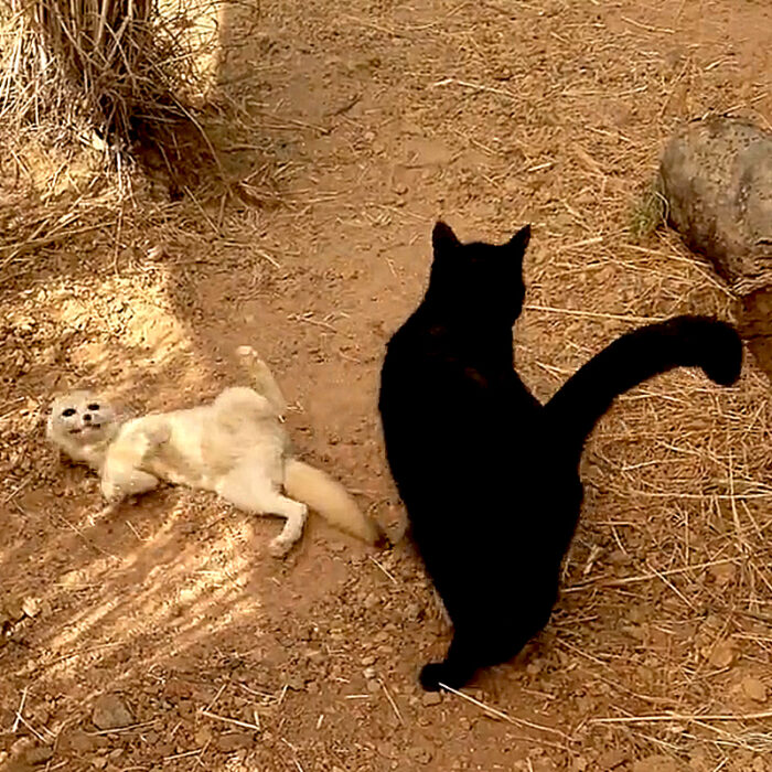 Fennec Fox Can't Contain His Excitement at Reunion with His Best Cat ...