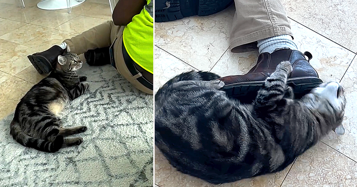 Find Someone Who Looks at You Like This Rescued Test Lab Cat Looks at ...