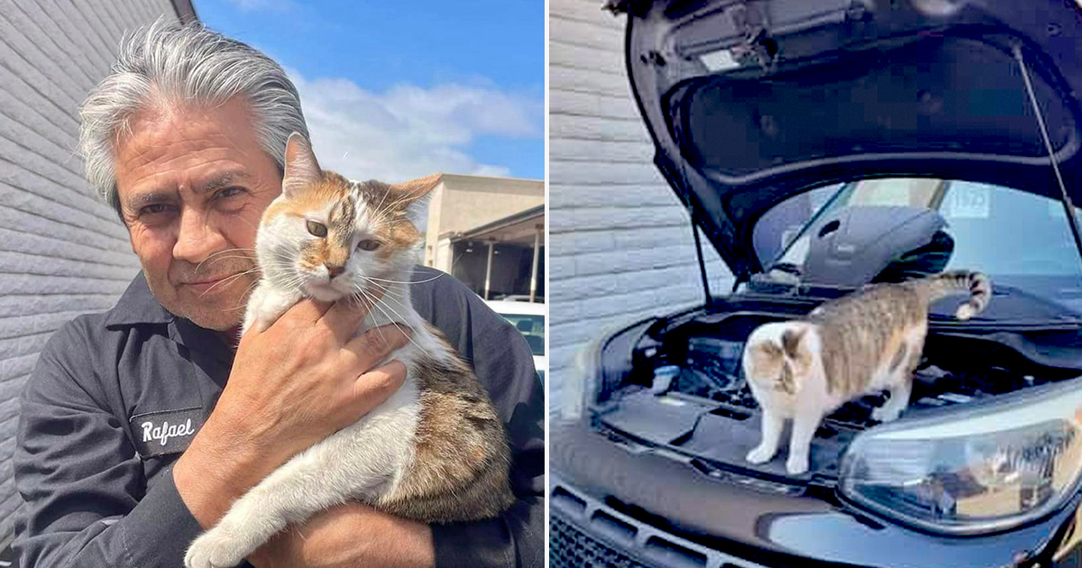 Kitty Adopted Through Barn Cat Program Becomes Favorite Meowchanic at a Car Dealership Instead ...