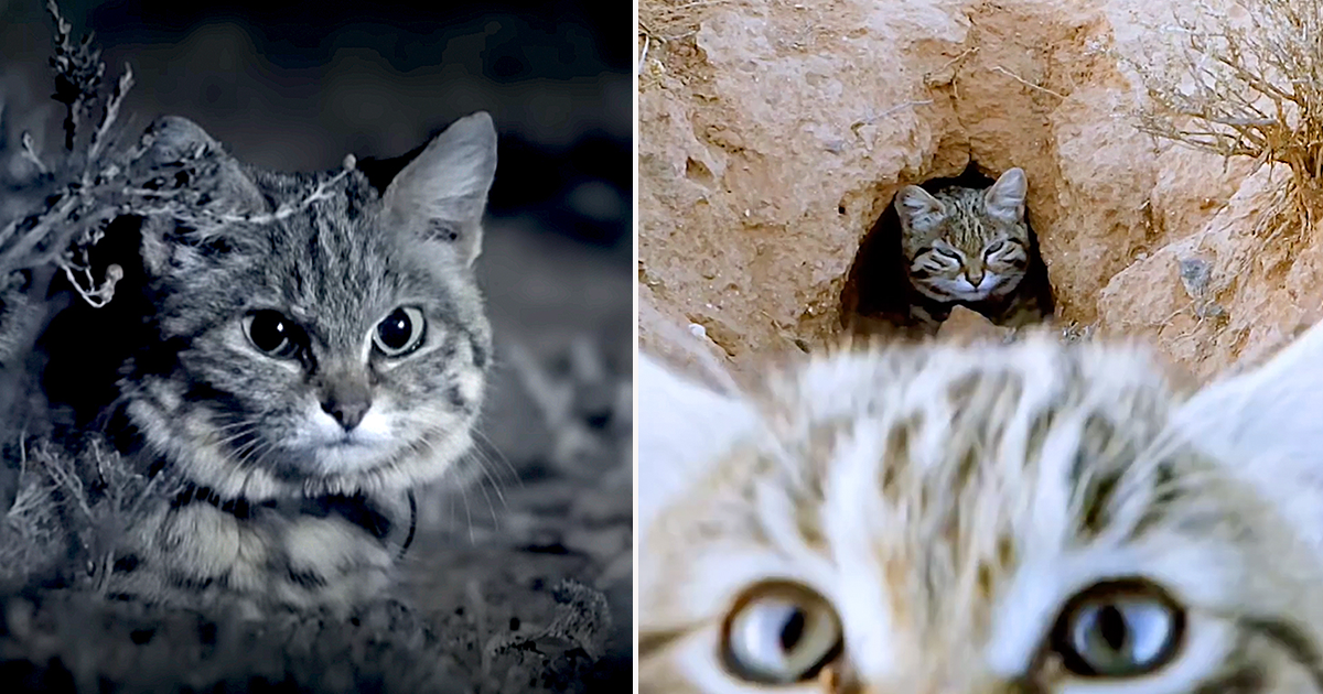 'Tiny But Mighty' Reaches New Heights with the World's Deadliest Cat ...