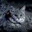 'Tiny But Mighty' Reaches New Heights with the World's Deadliest Cat ...