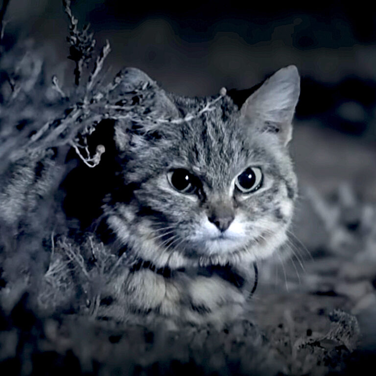 'Tiny But Mighty' Reaches New Heights with the World's Deadliest Cat ...