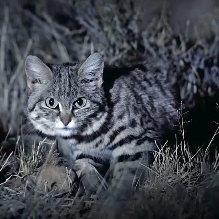 'Tiny But Mighty' Reaches New Heights with the World's Deadliest Cat ...