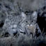 'Tiny But Mighty' Reaches New Heights with the World's Deadliest Cat ...