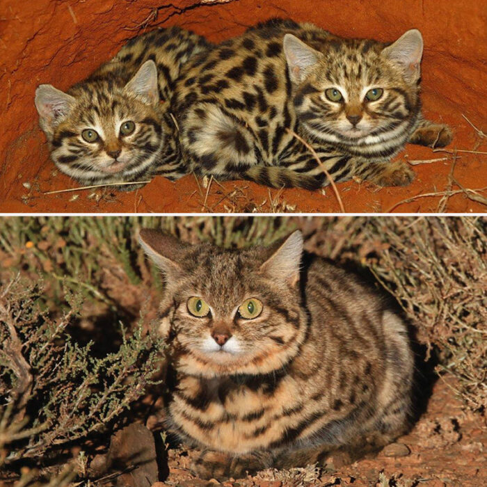 'Tiny But Mighty' Reaches New Heights with the World's Deadliest Cat ...
