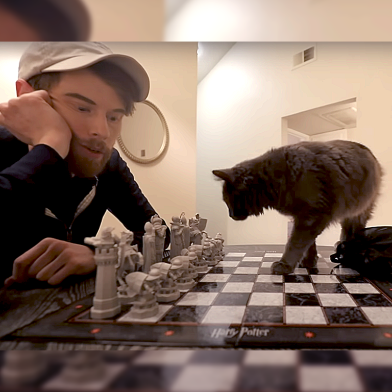When Game Night with a Kitten Goes Hilariously Wrong