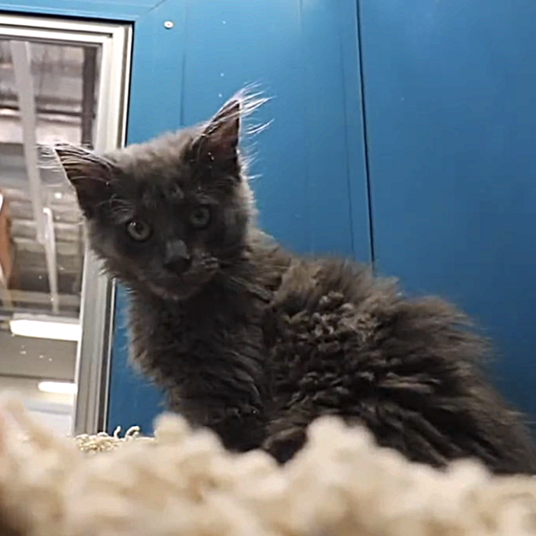 When Game Night with a Kitten Goes Hilariously Wrong