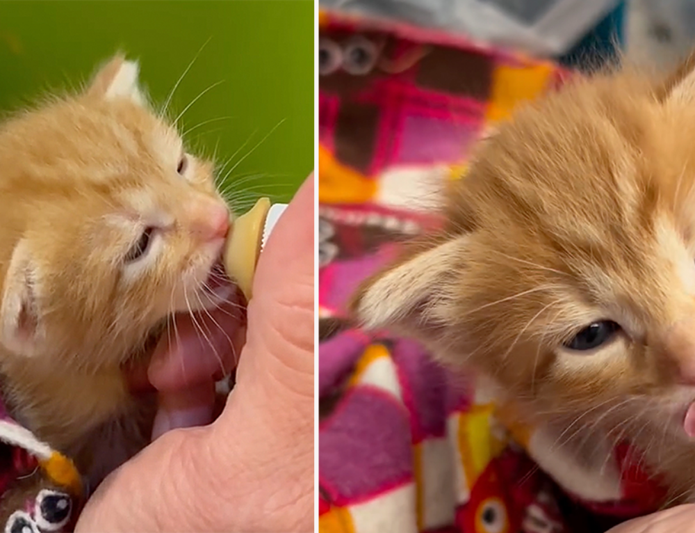 CPR For Cats: What Every Cat Owner Should Know - Cole & Marmalade