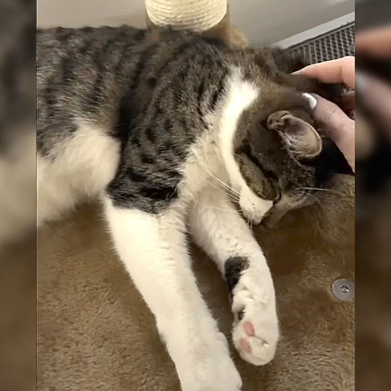 Carpenter Spoils Cat That Spent Years In a Shelter With Her Own Cute ...
