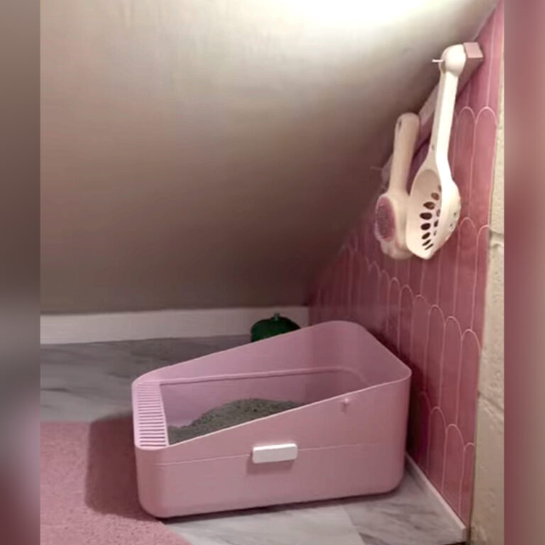 Carpenter Spoils Cat That Spent Years In a Shelter With Her Own Cute ...