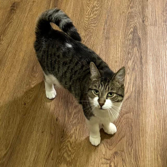 Carpenter Spoils Cat That Spent Years In a Shelter With Her Own Cute ...