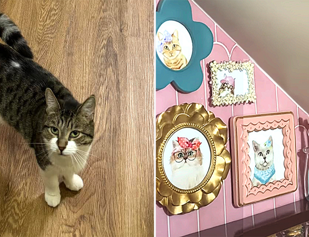 Meet Pip The Beach Cat: An Adventure Cat With A Knack For Community ...