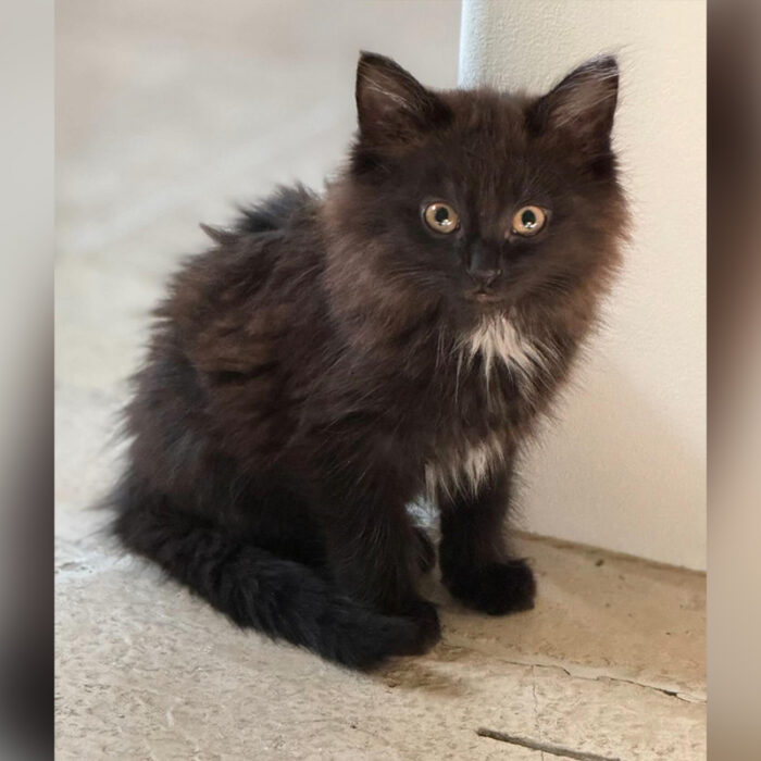 Former 'Catwoman' Found a Family of Black Cats in Her Yard, and Here's ...
