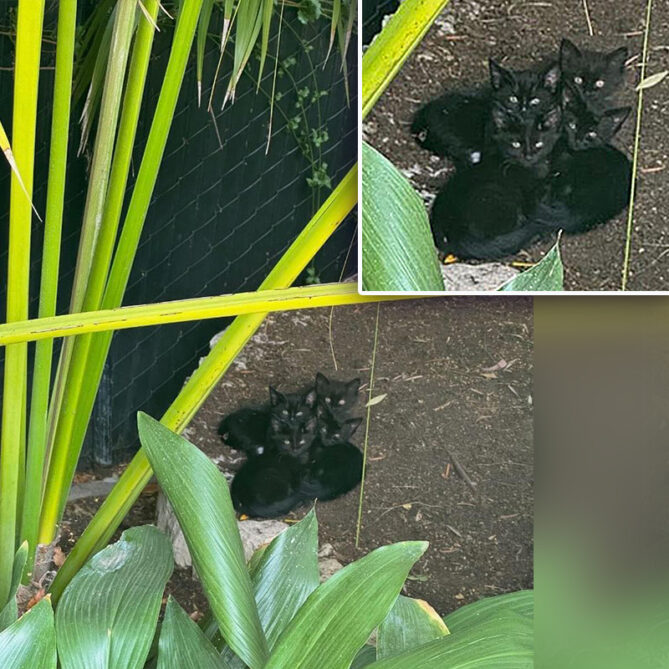 Former 'Catwoman' Found a Family of Black Cats in Her Yard, and Here's ...