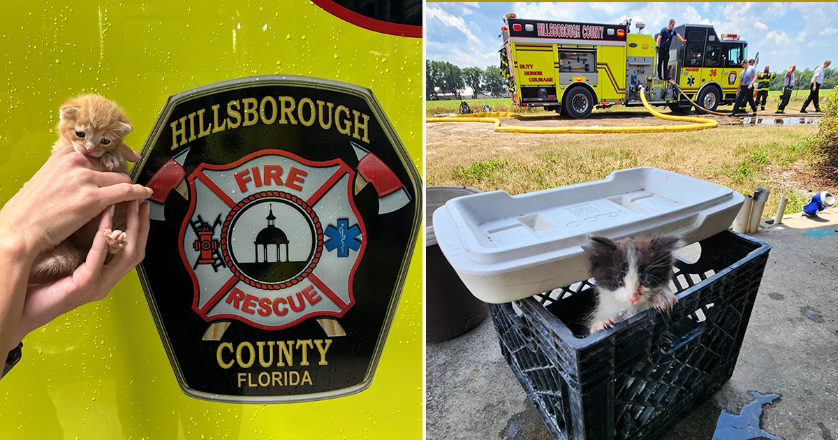 Things Get Downright Adorable When a Tampa-Area Fire Rescue Saves the ...