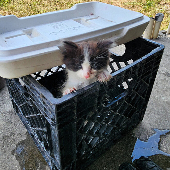 Things Get Downright Adorable When a Tampa-Area Fire Rescue Saves the ...