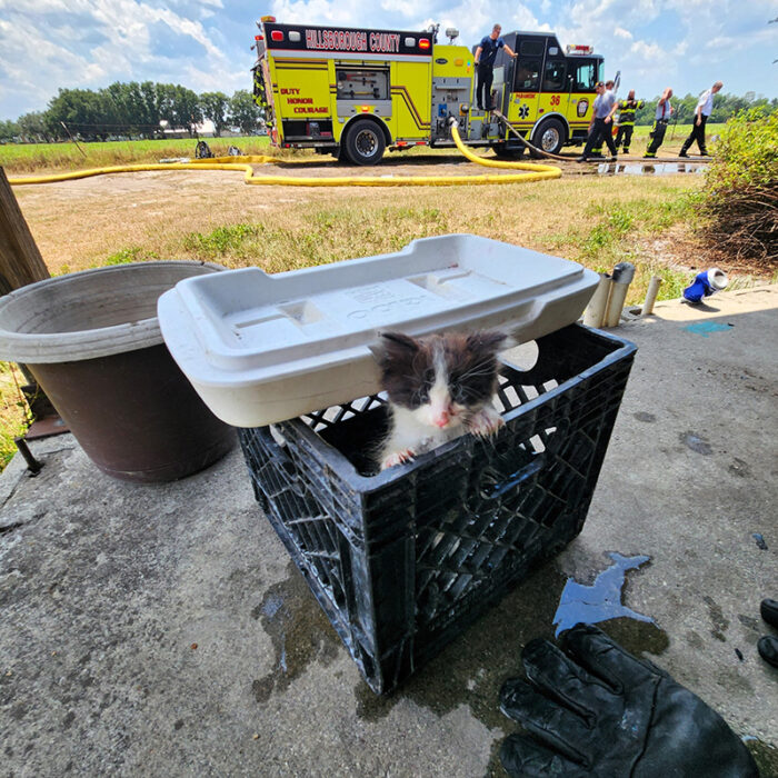 Things Get Downright Adorable When a Tampa-Area Fire Rescue Saves the ...