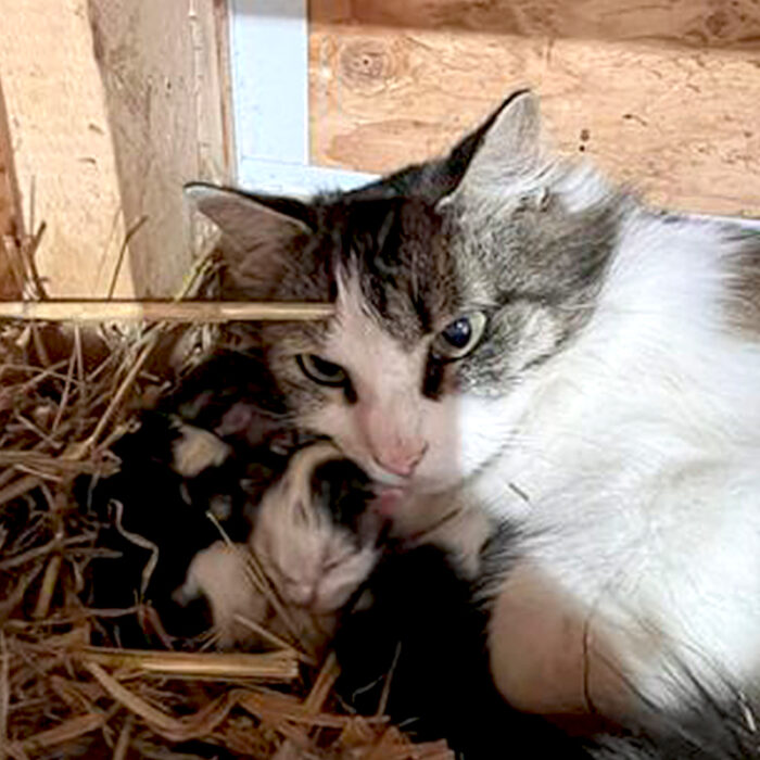 Protective Mama Hen Gives a Family of Farmers and One Barn Cat An ...