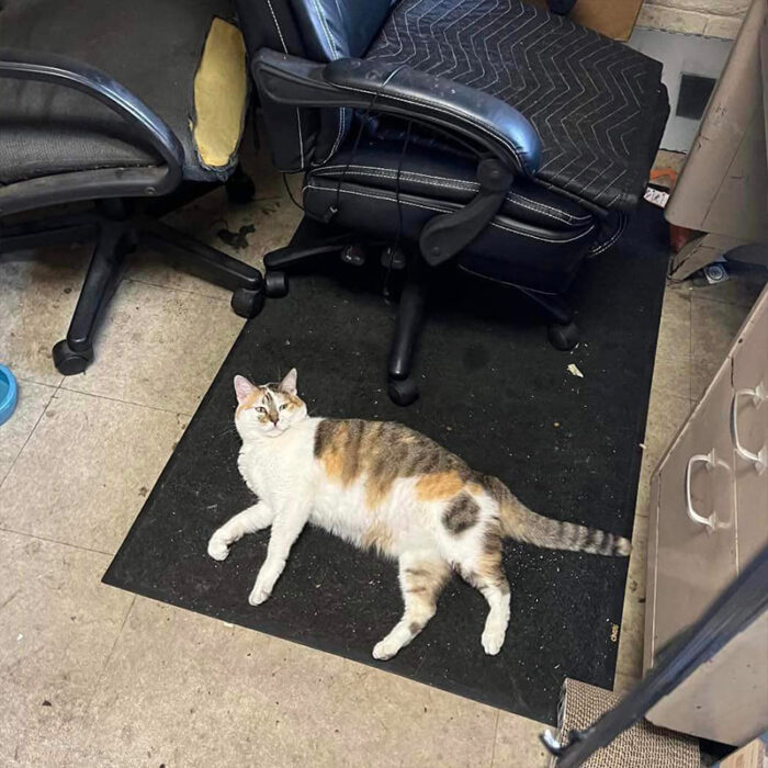 Kitty Adopted Through Barn Cat Program Becomes Favorite Meowchanic at a Car Dealership Instead ...