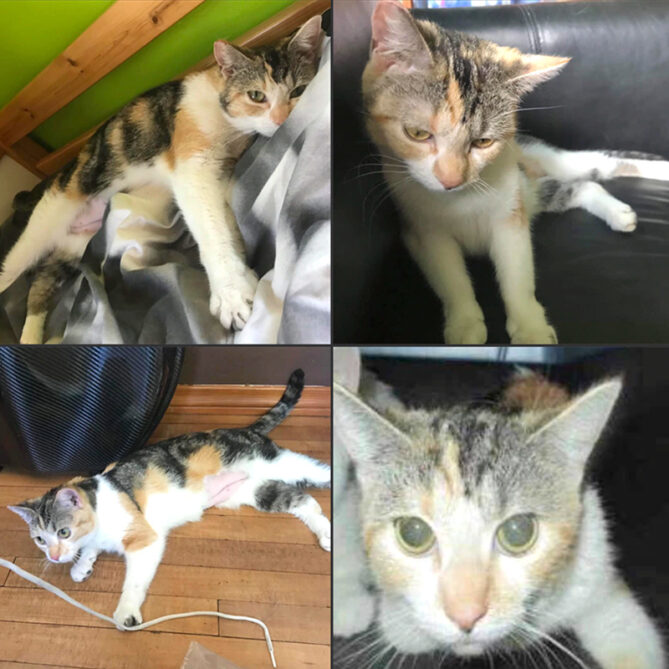 Kitty Adopted Through Barn Cat Program Becomes Favorite Meowchanic at a ...