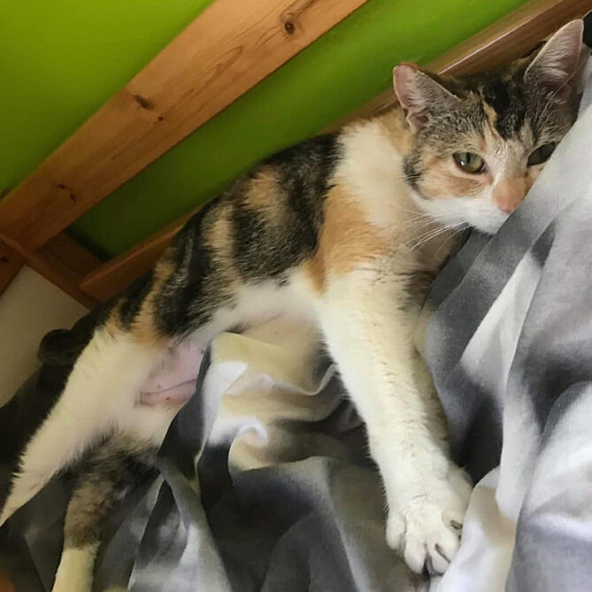 Kitty Adopted Through Barn Cat Program Becomes Favorite Meowchanic at a ...