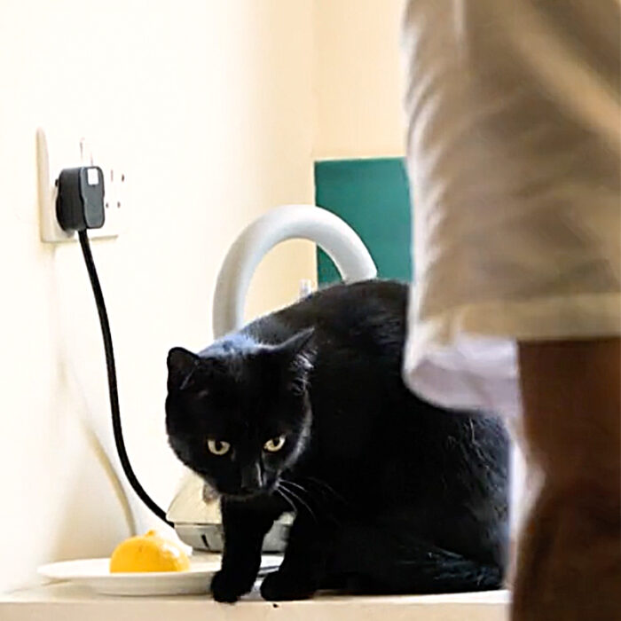Elusive Black Cat Juno Finally Caught on Camera with Her Adoring Dad ...