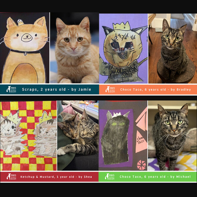 Students Give Rescued Cats a Spotlight and Crown By Painting Adoptable ...