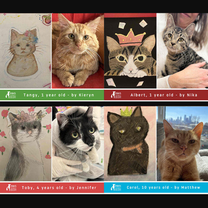 Students Give Rescued Cats a Spotlight and Crown By Painting Adoptable ...