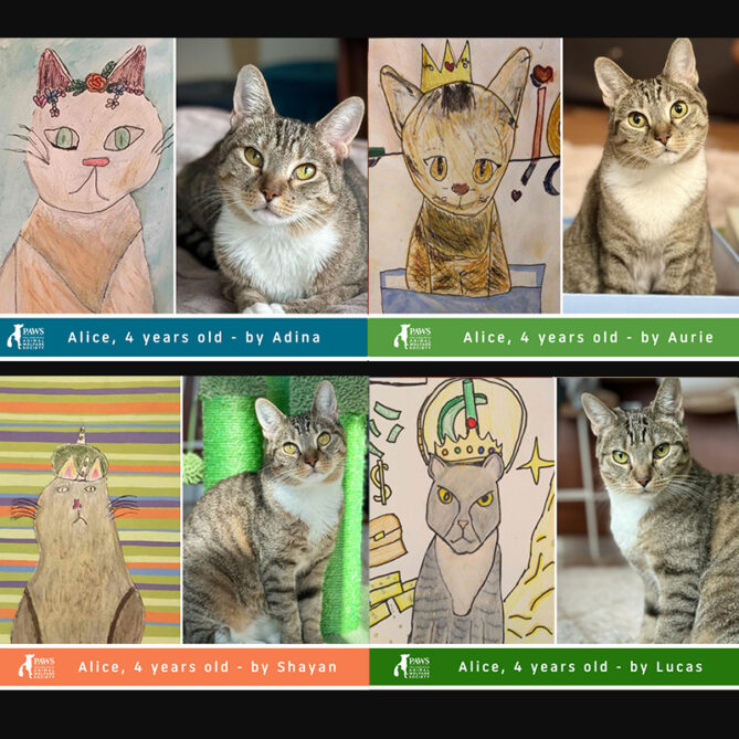 Students Give Rescued Cats a Spotlight and Crown By Painting Adoptable ...