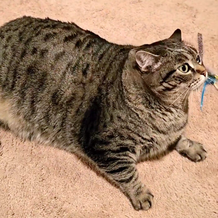 Chonky Love Boat Sally Was Nearly 'Loved to Death' Until Her Family ...