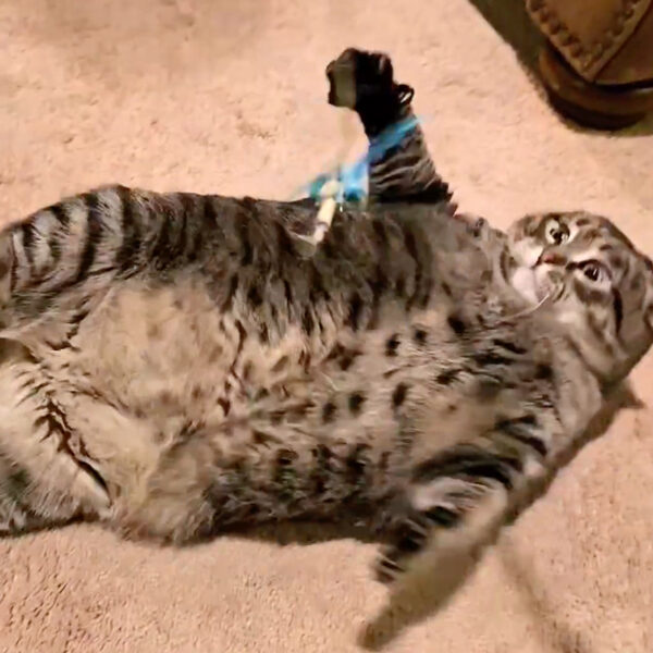 Chonky Love Boat Sally Was Nearly 'Loved to Death' Until Her Family ...