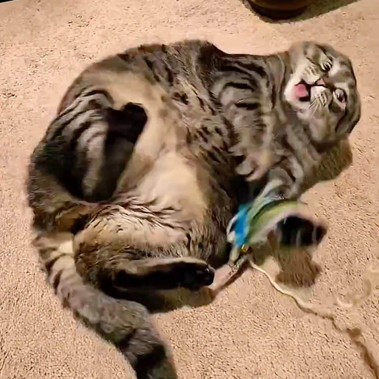 Chonky Love Boat Sally Was Nearly 'Loved to Death' Until Her Family ...