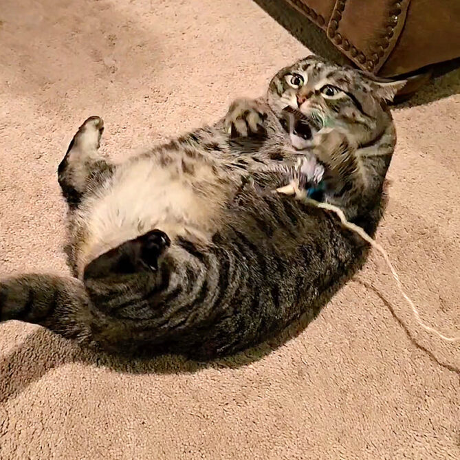 Chonky Love Boat Sally Was Nearly 'Loved to Death' Until Her Family ...