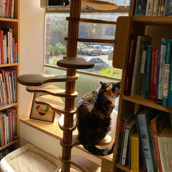 Bookstore Cats are Working on 'World Domination' in Seattle and We're ...
