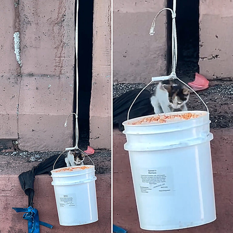 'Catfishing' for Stranded Kitten with a Bucket Shouldn't Have Worked ...