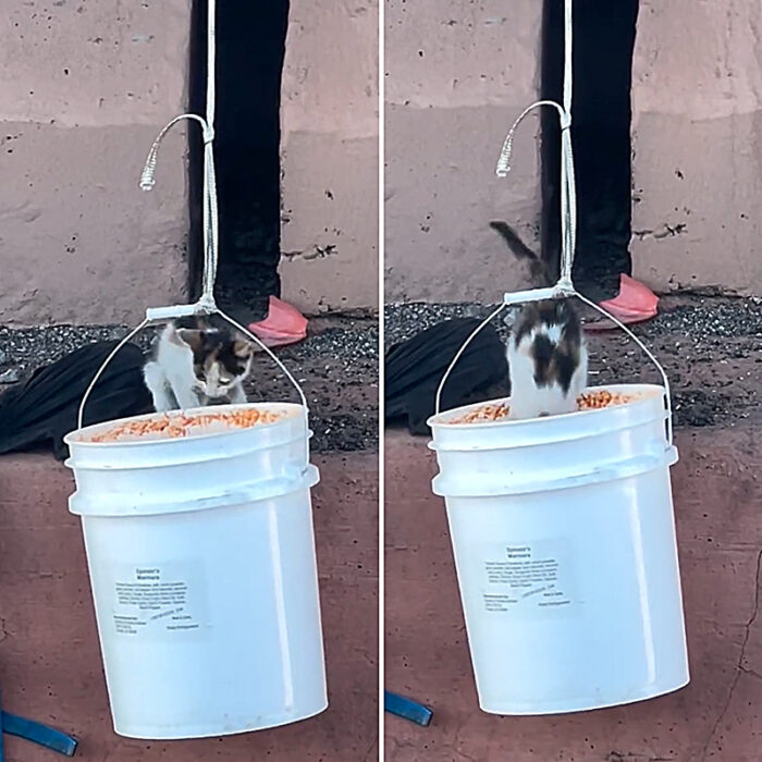'Catfishing' for Stranded Kitten with a Bucket Shouldn't Have Worked ...