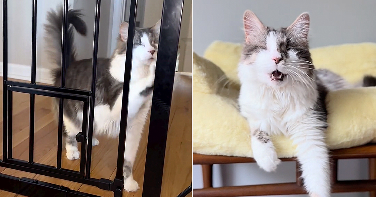 Archie, the Blind Cat, Refuses To Be Apart from His Working Mom, So She ...