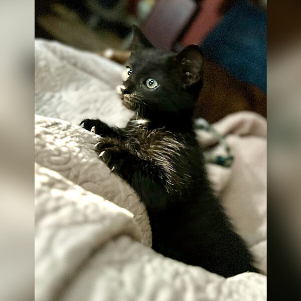 Stray Kitten Appears and Turns the Tables on the Big Dogs in Texas ...