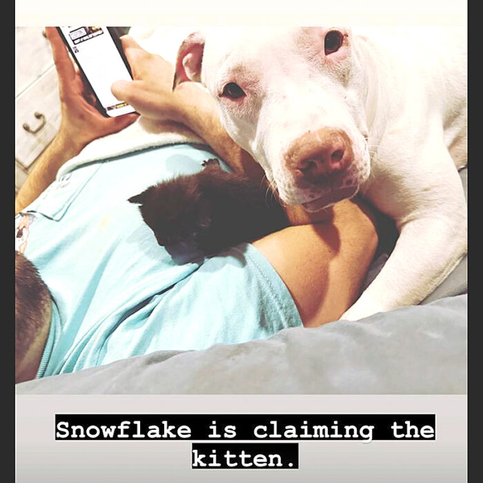 Stray Kitten Appears and Turns the Tables on the Big Dogs in Texas ...