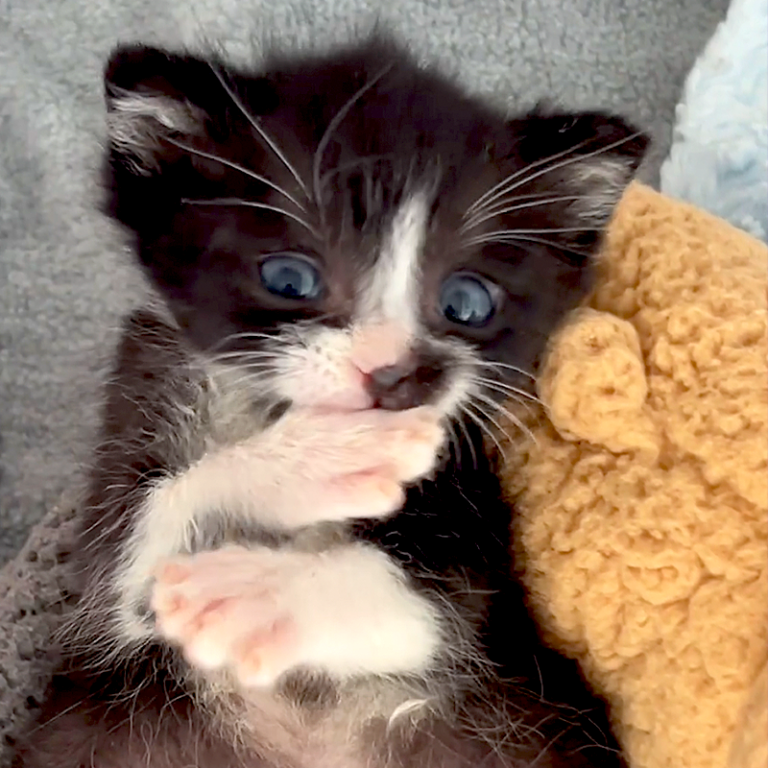 Rescued Tuxie Barry the Kitten is So Cute He Might Share His Belly on ...