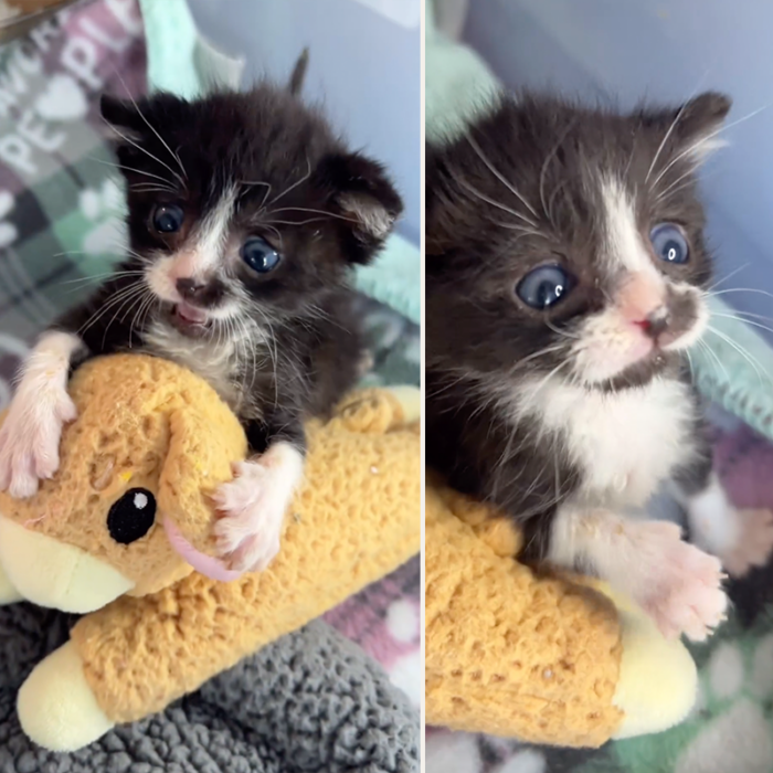 Rescued Tuxie Barry the Kitten is So Cute He Might Share His Belly on Only Fans! - Cole & Marmalade