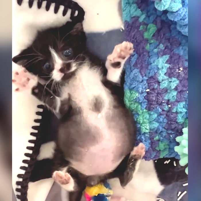 Rescued Tuxie Barry the Kitten is So Cute He Might Share His Belly on Only Fans! - Cole & Marmalade
