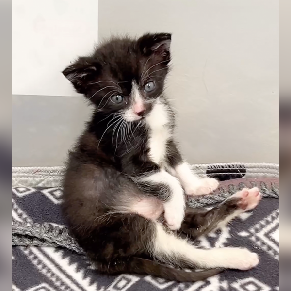 Rescued Tuxie Barry the Kitten is So Cute He Might Share His Belly on Only Fans! - Cole & Marmalade